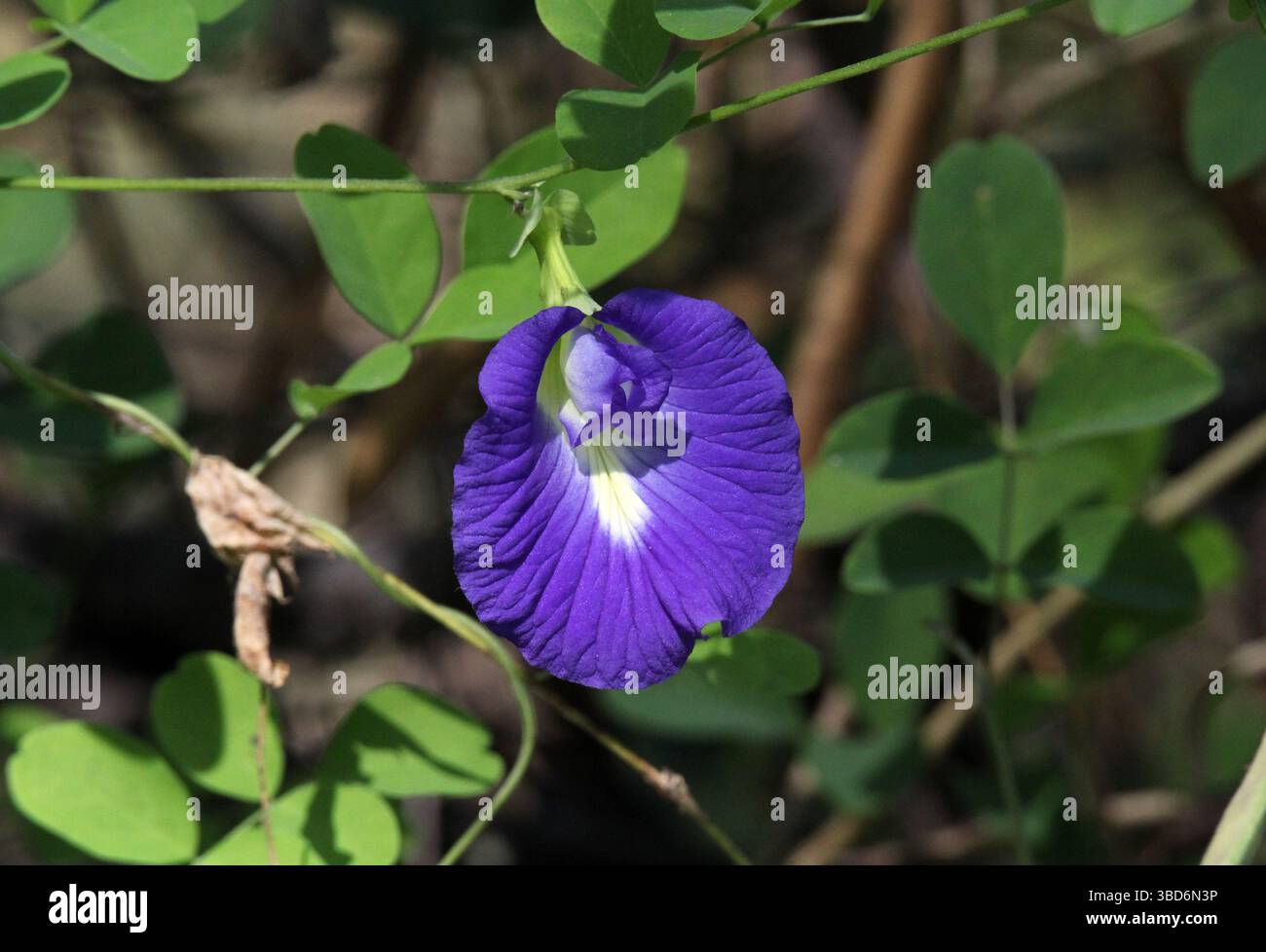 Blue flower on a butterfly pea (clitoria ternatea) plant in a garden ...