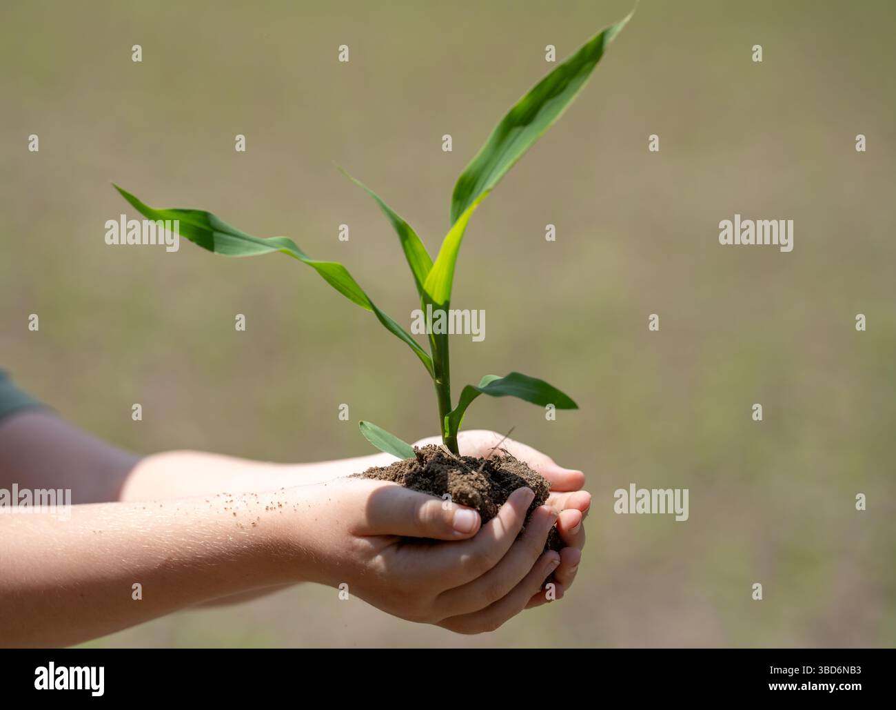 Child planting sprout in soil. Kid holding corn sprout. Young boy ...
