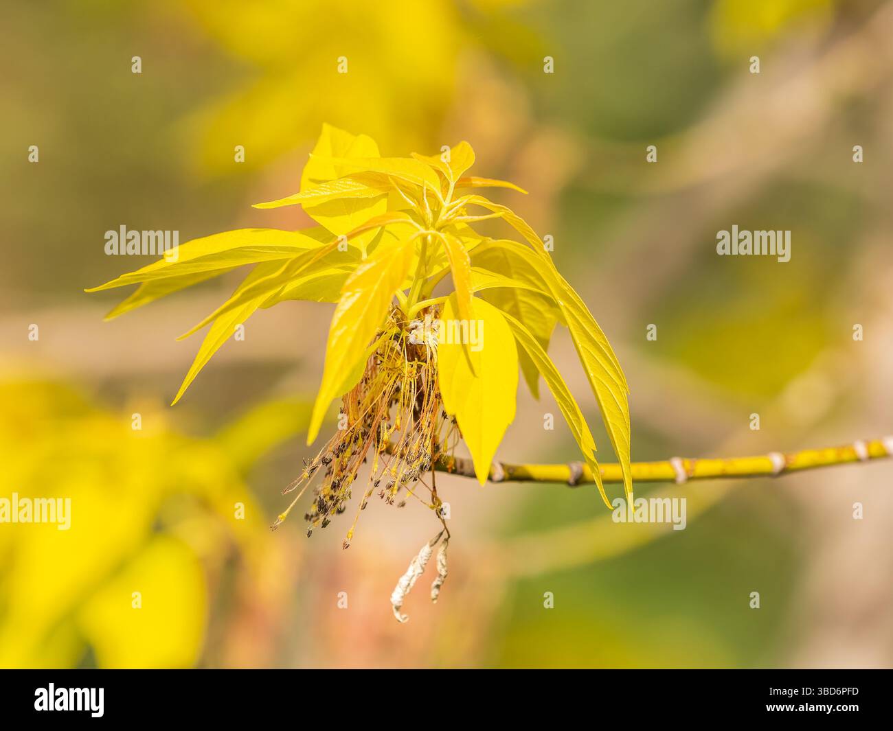 Acer negundo, Box elder, boxelder, ash-leaved and maple ash, Manitoba ...