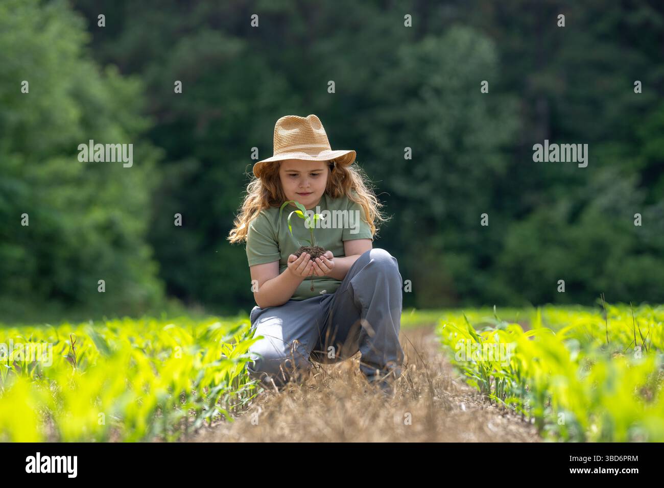 Ecosystem. Kid in eco-friendly corn field. Farming in green ecosystem ...