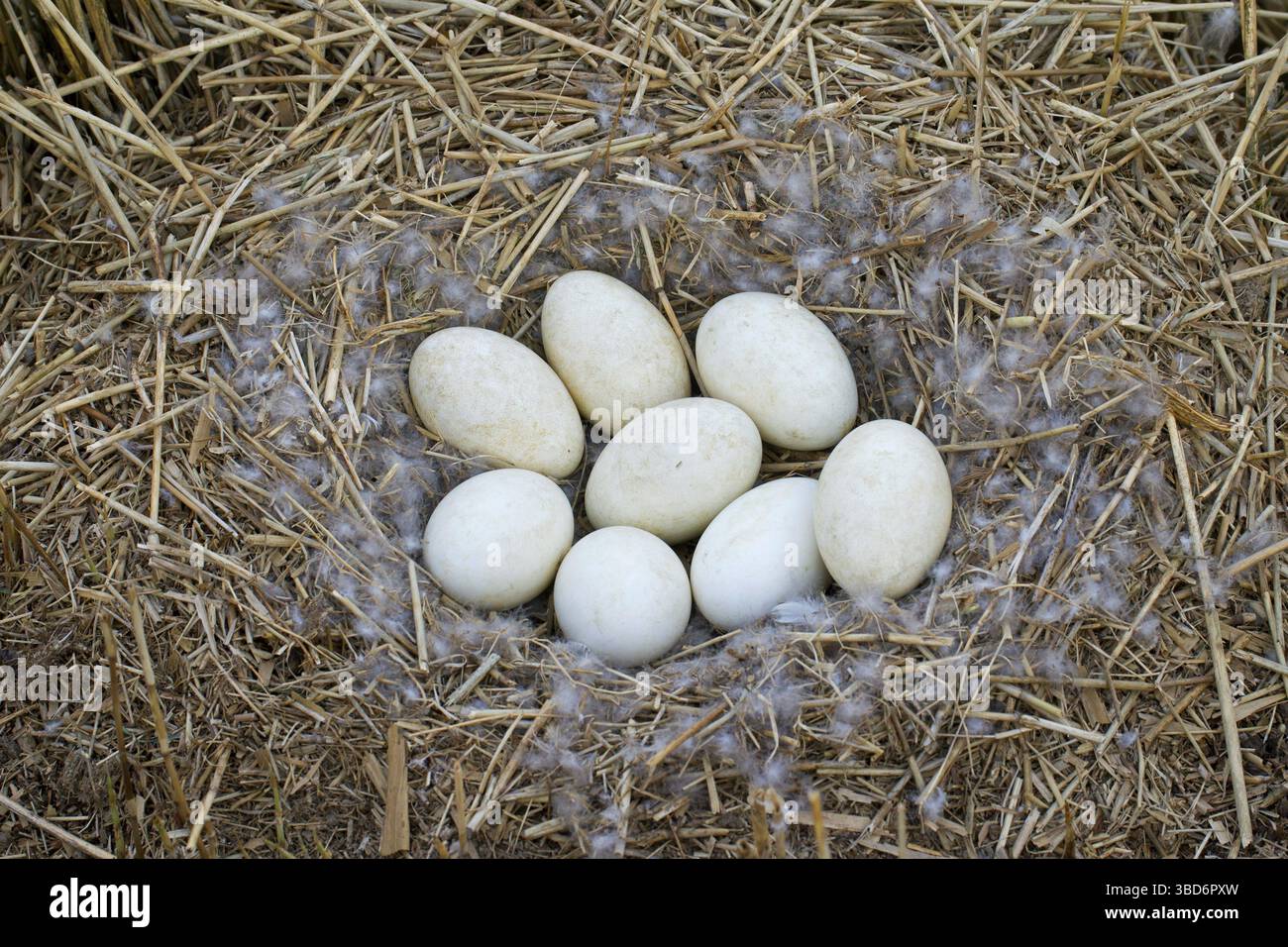 Greylag Goose (Anser anser), greylag geese, Geese, Goose Birds, Animals ...