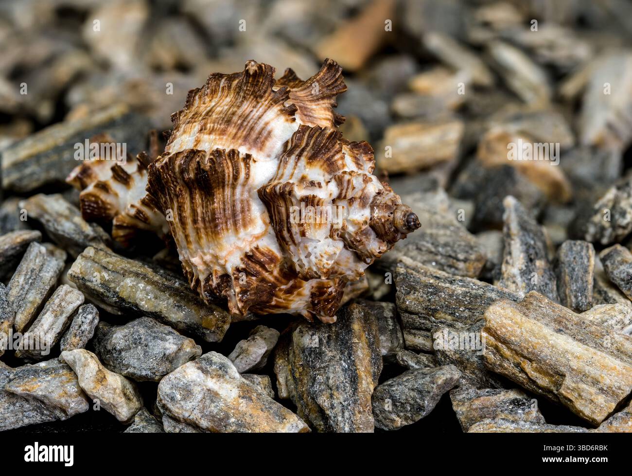 Close-up of a Spiny Dye-Murex seashell, showcasing its spiky texture ...