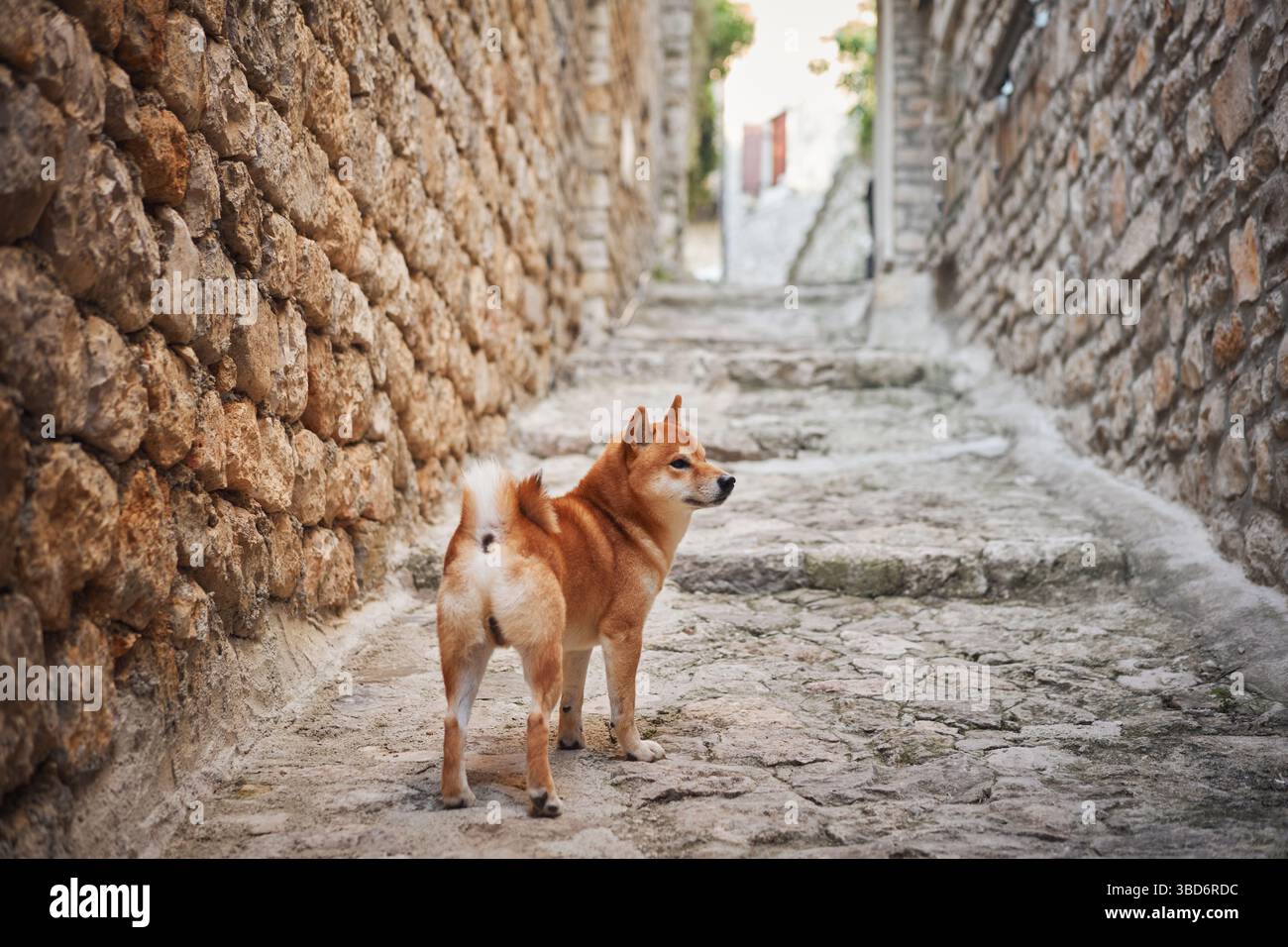 A Shiba Inu approaches a person sitting on stone steps in a historic ...