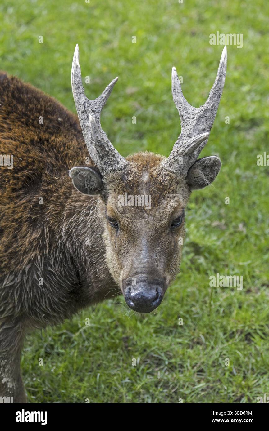 Visayan spotted deer, Visayan deer, Philippine spotted deer, Prince ...