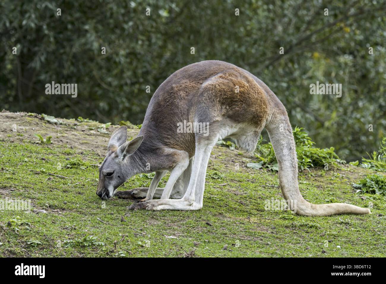 Red kangaroo (Macropus rufus) female eating grass, native to Australia ...