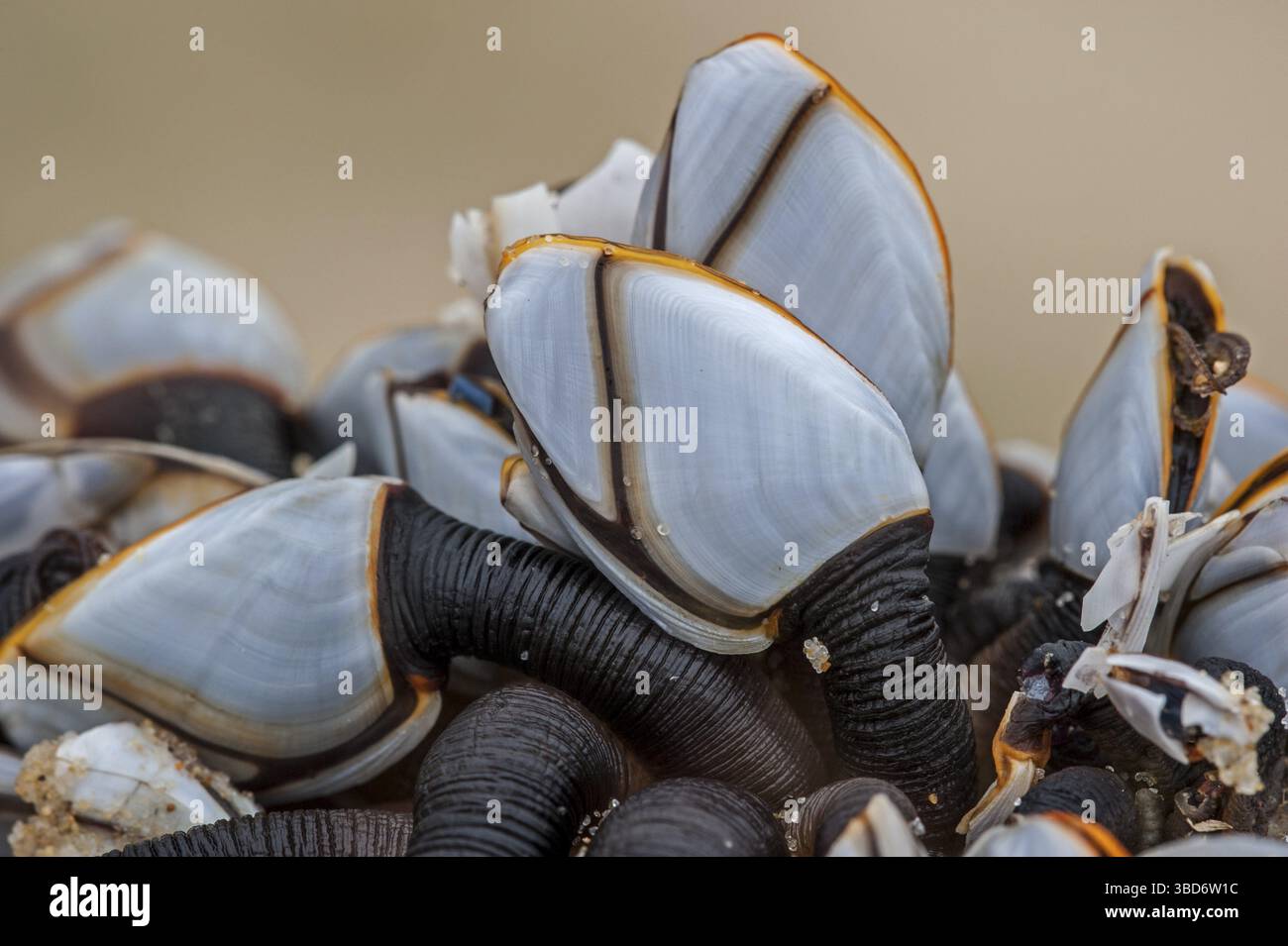Common goose barnacles, pelagic gooseneck barnacle (Lepas anatifera ...