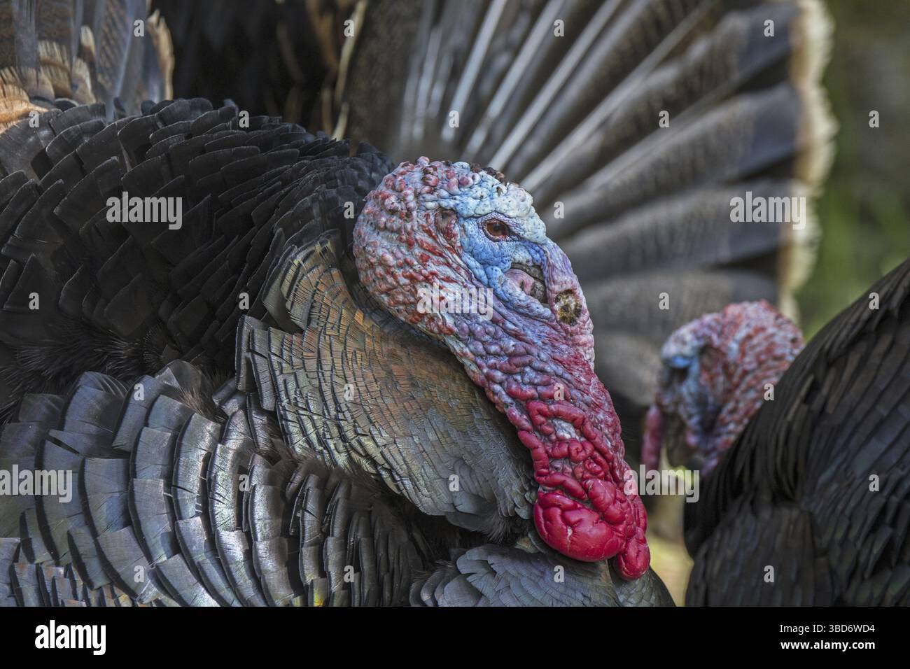 Two wattles hi-res stock photography and images - Alamy