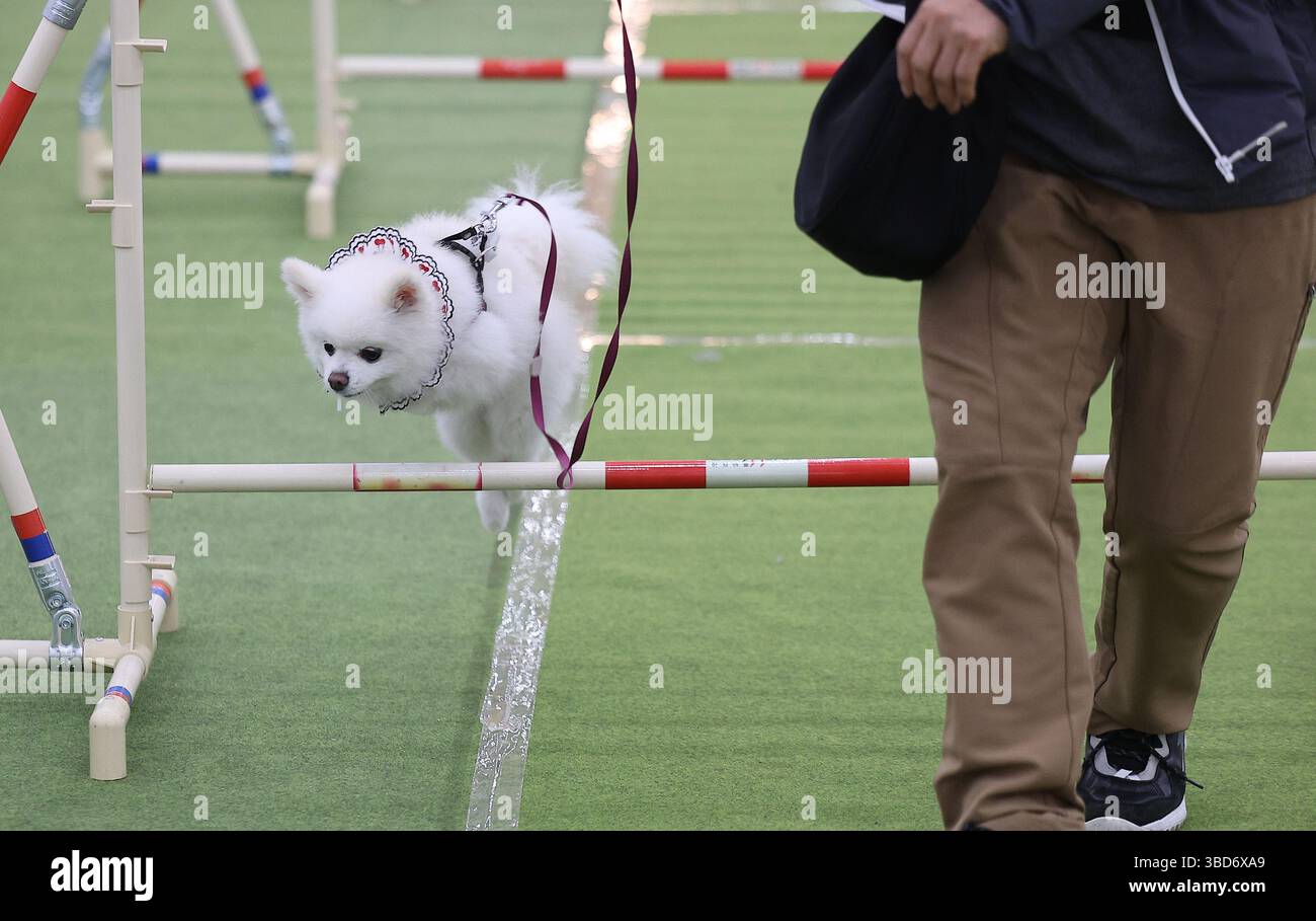 23rd May, 2025. Pet show A dog jumps over a hurdle during the Daegu Pet ...