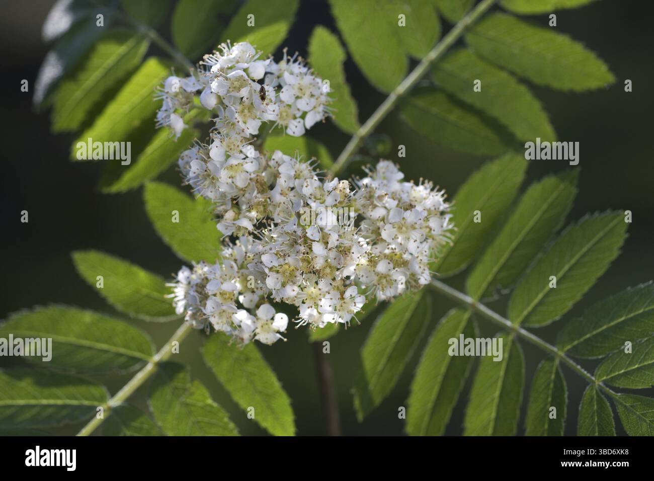 European Rowan (Sorbus aucuparia), Mountain ash in flower in spring ...
