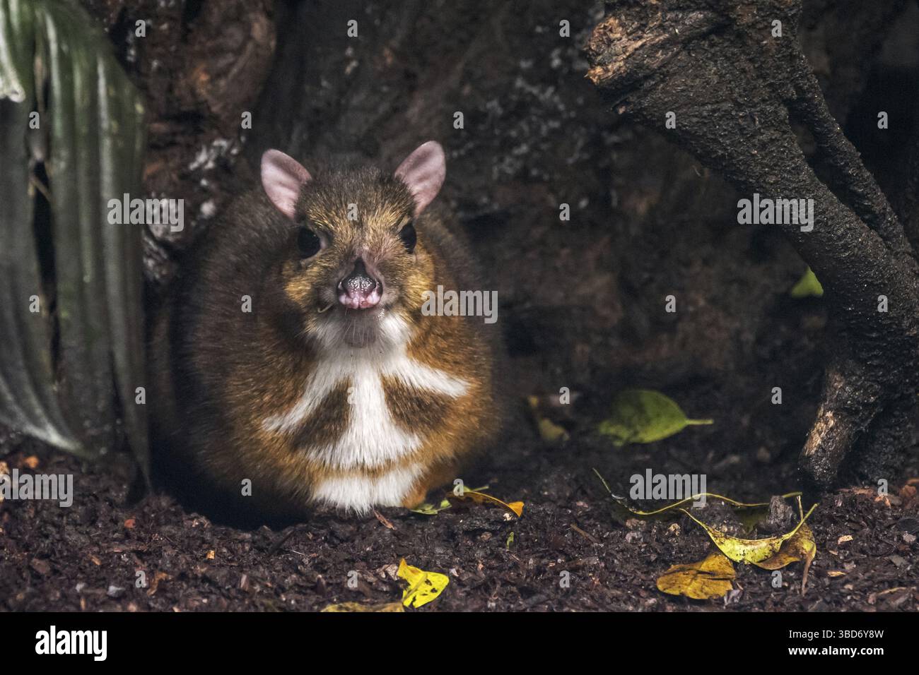 Lesser mouse-deer (Tragulus kanchil), kanchil, lesser Malay chevrotain ...