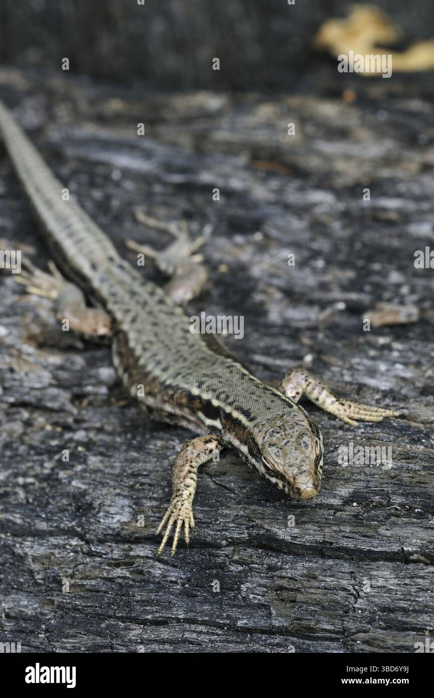 Common wall lizard (Podarcis) (Lacerta muralis) sunning on burned wood ...
