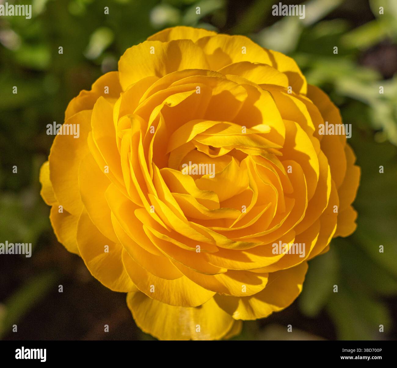 Yellow Ranuculus Flower (Persian Buttercup Stock Photo - Alamy