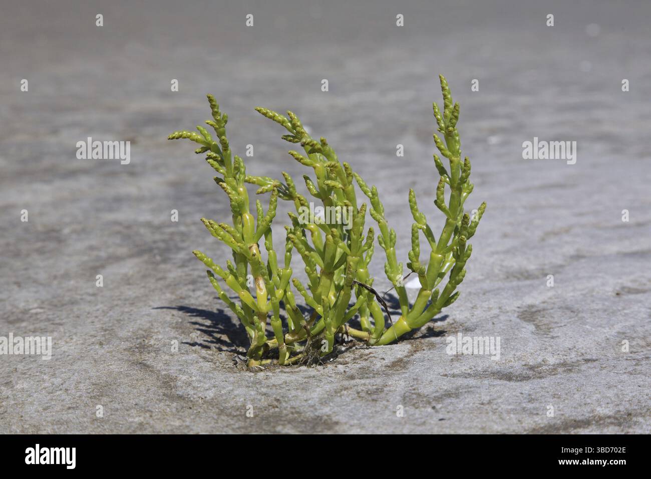 Common glasswort (Salicornia europaea) (Salicornia brachystachya ...