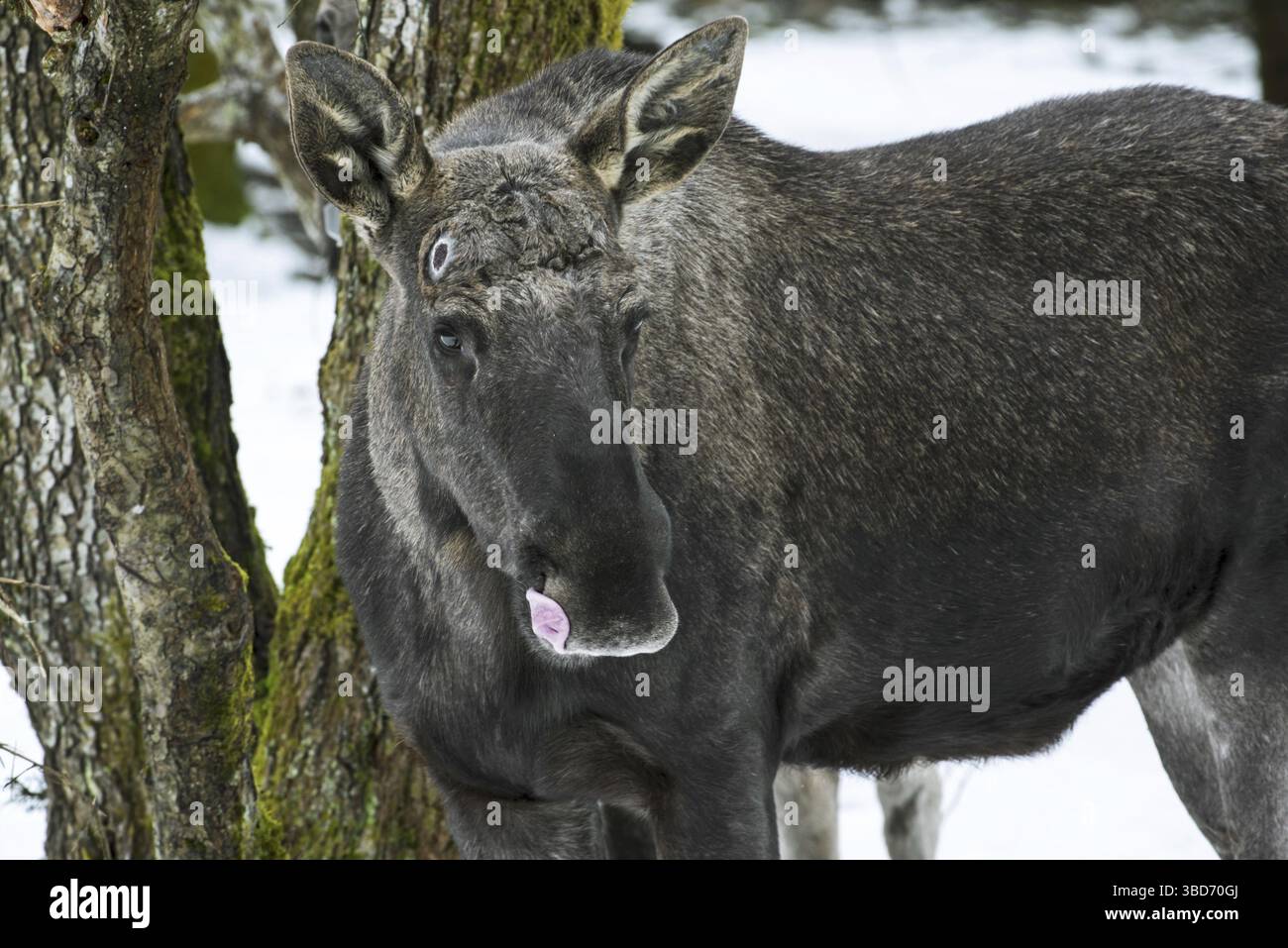 Moose (Alces alces), elk close up of bull showing pedicel scars left ...