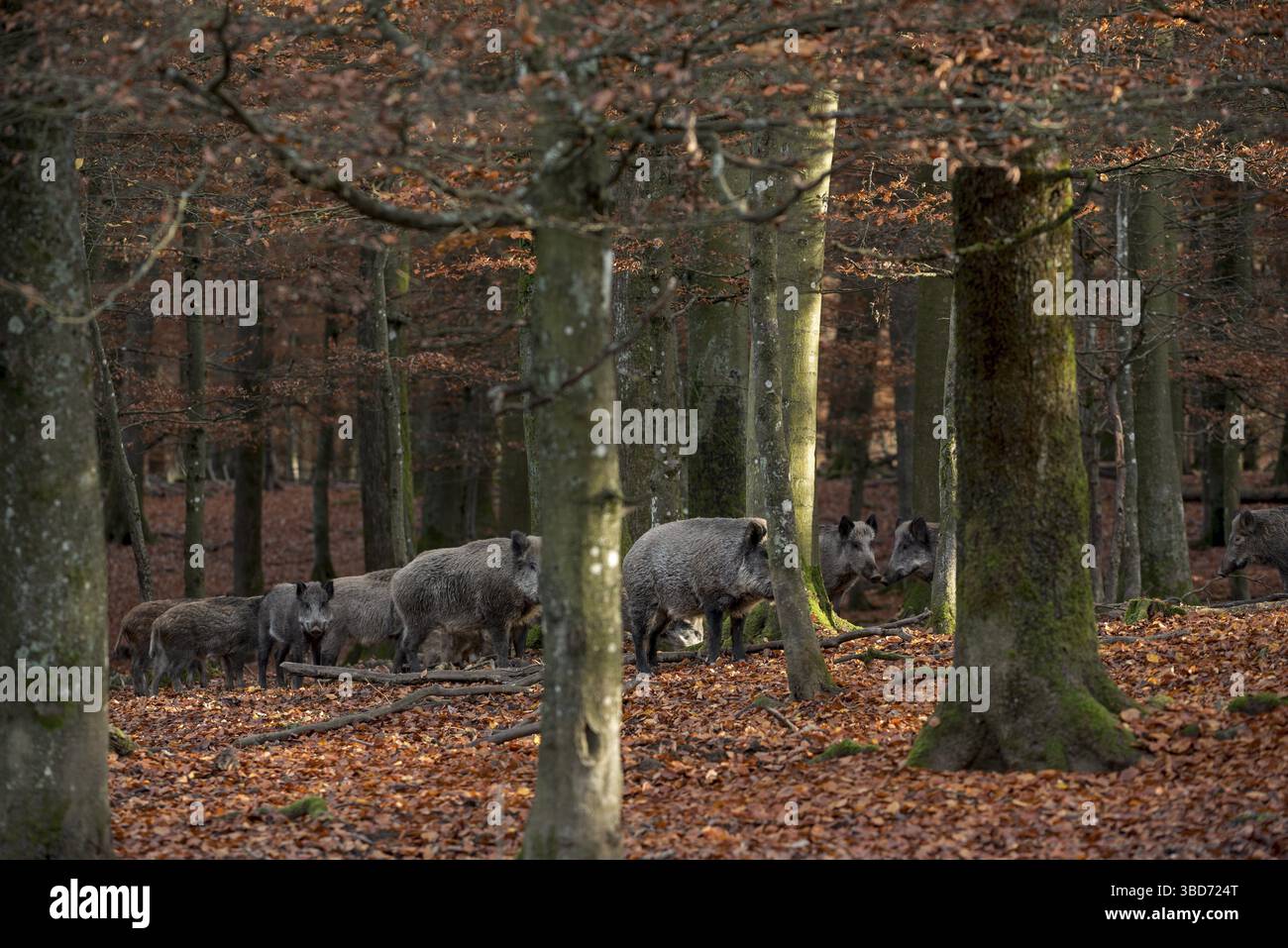 Wild boars (Sus scrofa), pigs, ungulates, mammals, animals, Wild pig ...