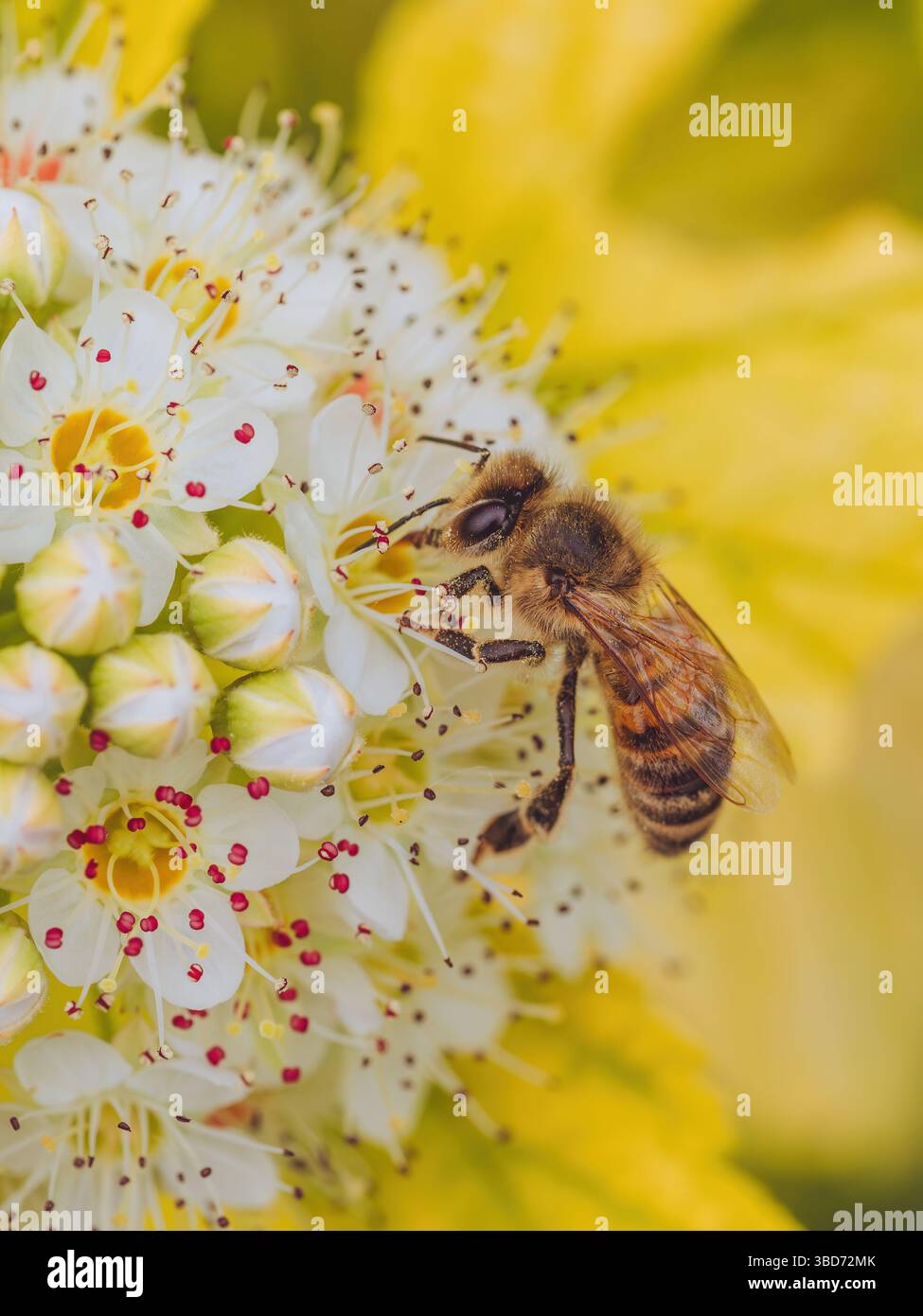 A single bee feeding on the flowers of a Physocarpus opulifolius 'Dart ...