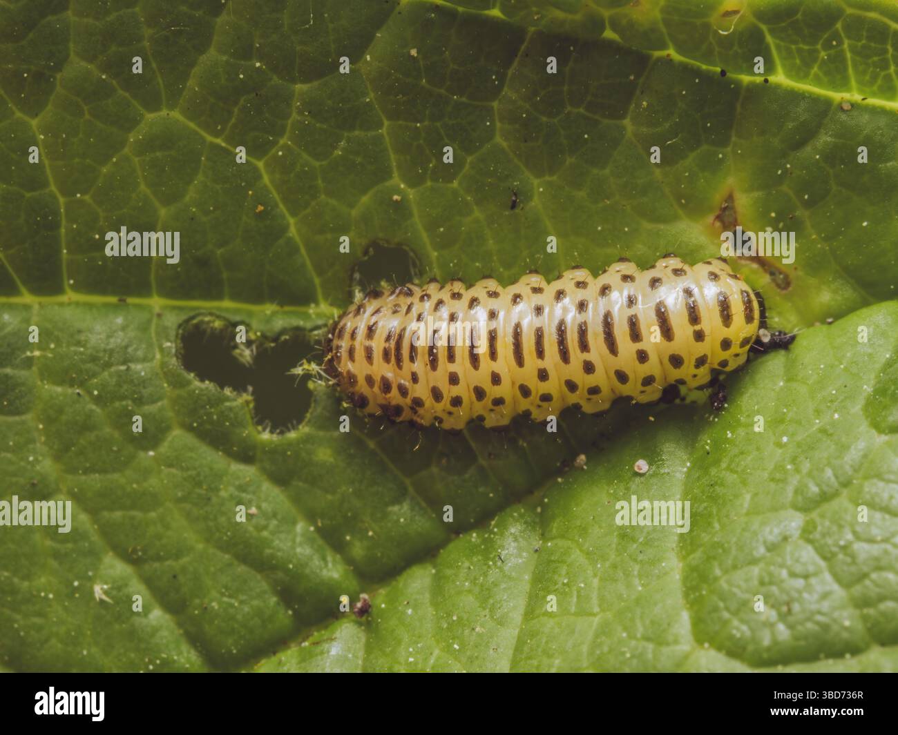A single Viburnum beetle larvae eating the foliage of a guelder rose ...
