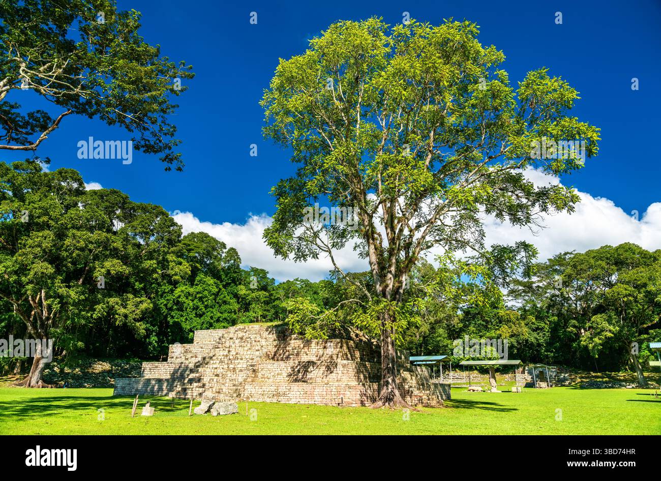 Stepped Maya pyramid stands beneath trees in the Great Plaza at Copan ...