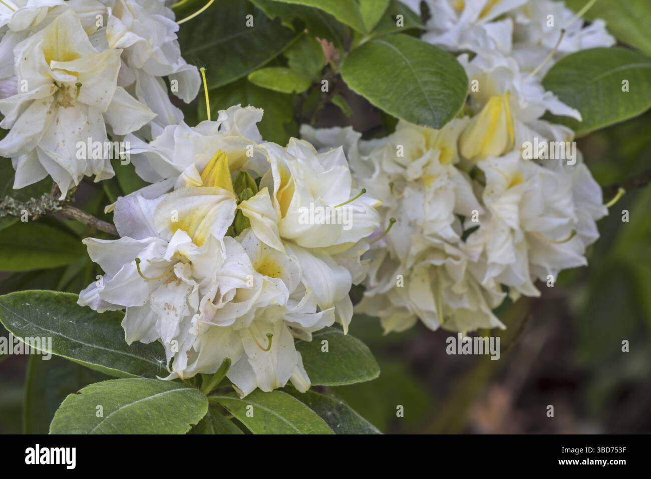 Chelsea reach rhododendron hi-res stock photography and images - Alamy