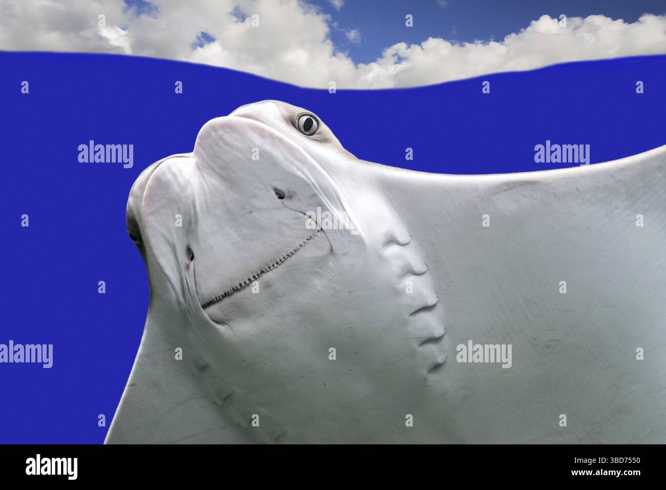 Cownose rays in the atlantic ocean hi-res stock photography and images ...