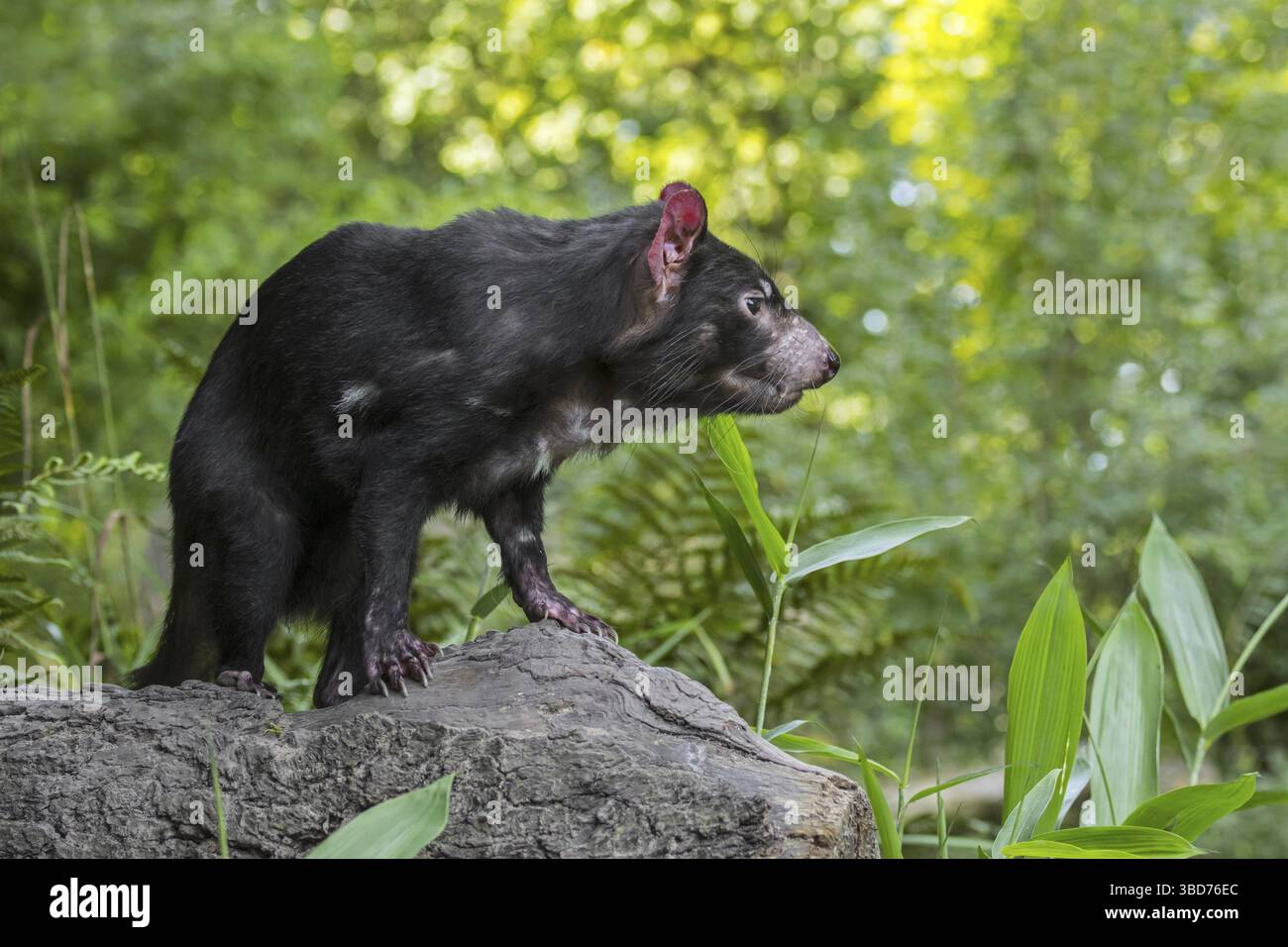 Tasmanian devil (Sarcophilus harrisii), largest carnivorous marsupial ...