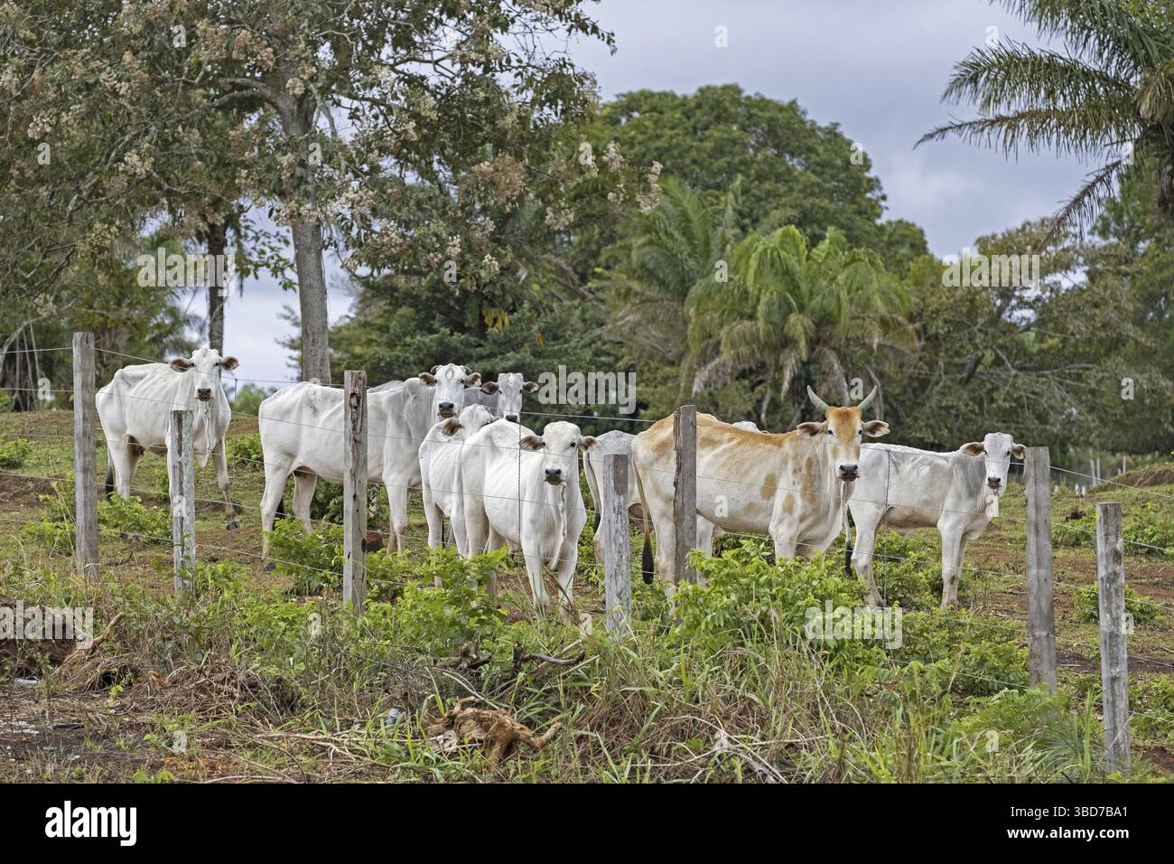 White Indu-Brasil, Indo-Brazilian cows, Brazilian breed of zebuine beef ...