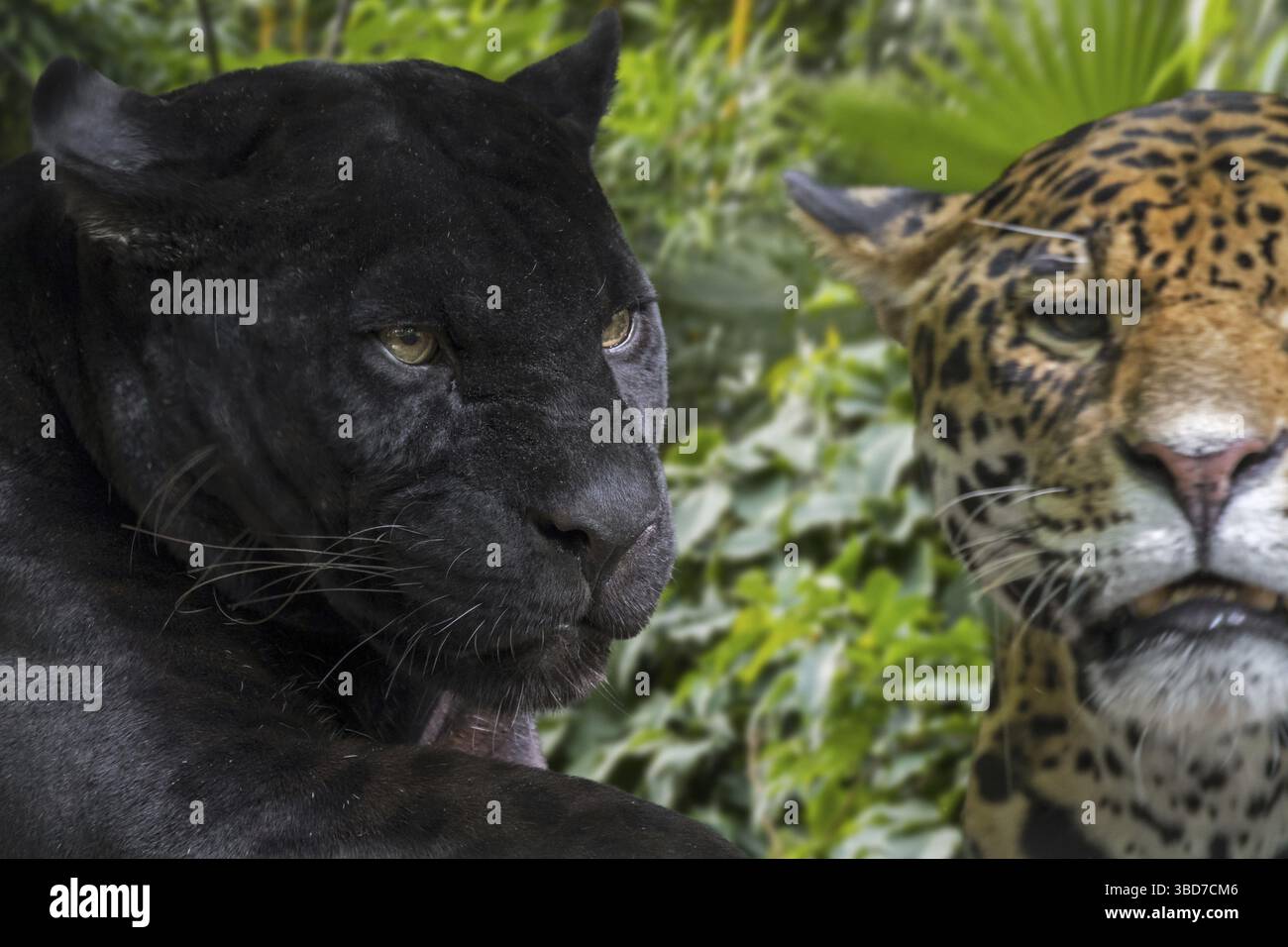 Close up portrait of two jaguars (Panthera onca) one melanistic jaguar ...