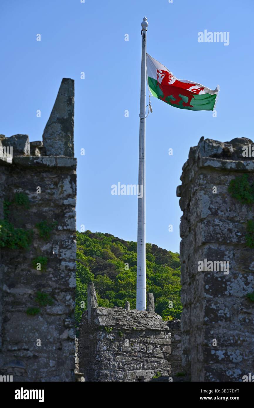 The Welsh flag, or flag of Wales / Baner Cymru or Y Ddraig Goch flying ...
