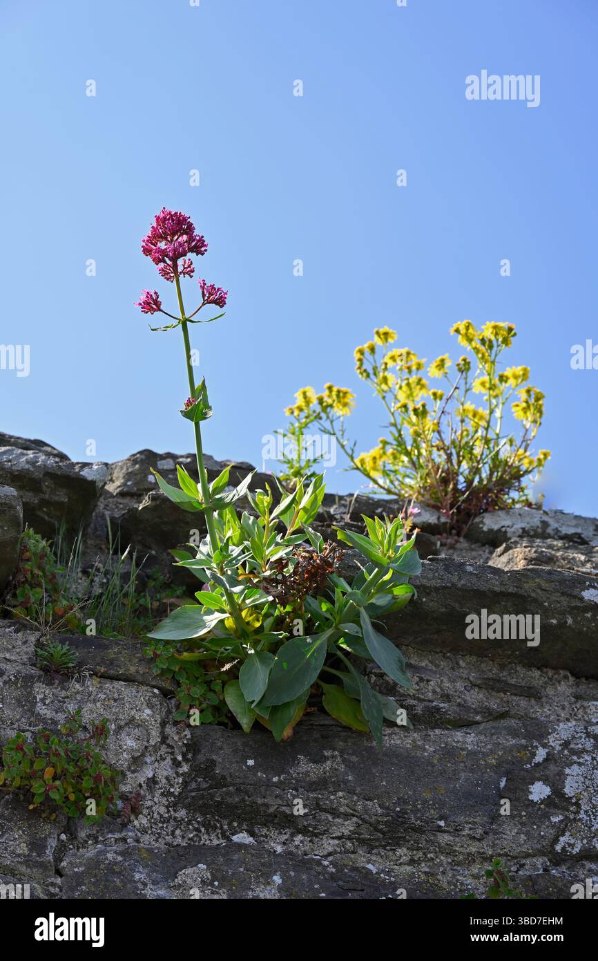 Yellow spring flowers of Oxford Ragwort, Senecio squalidus and deep ...