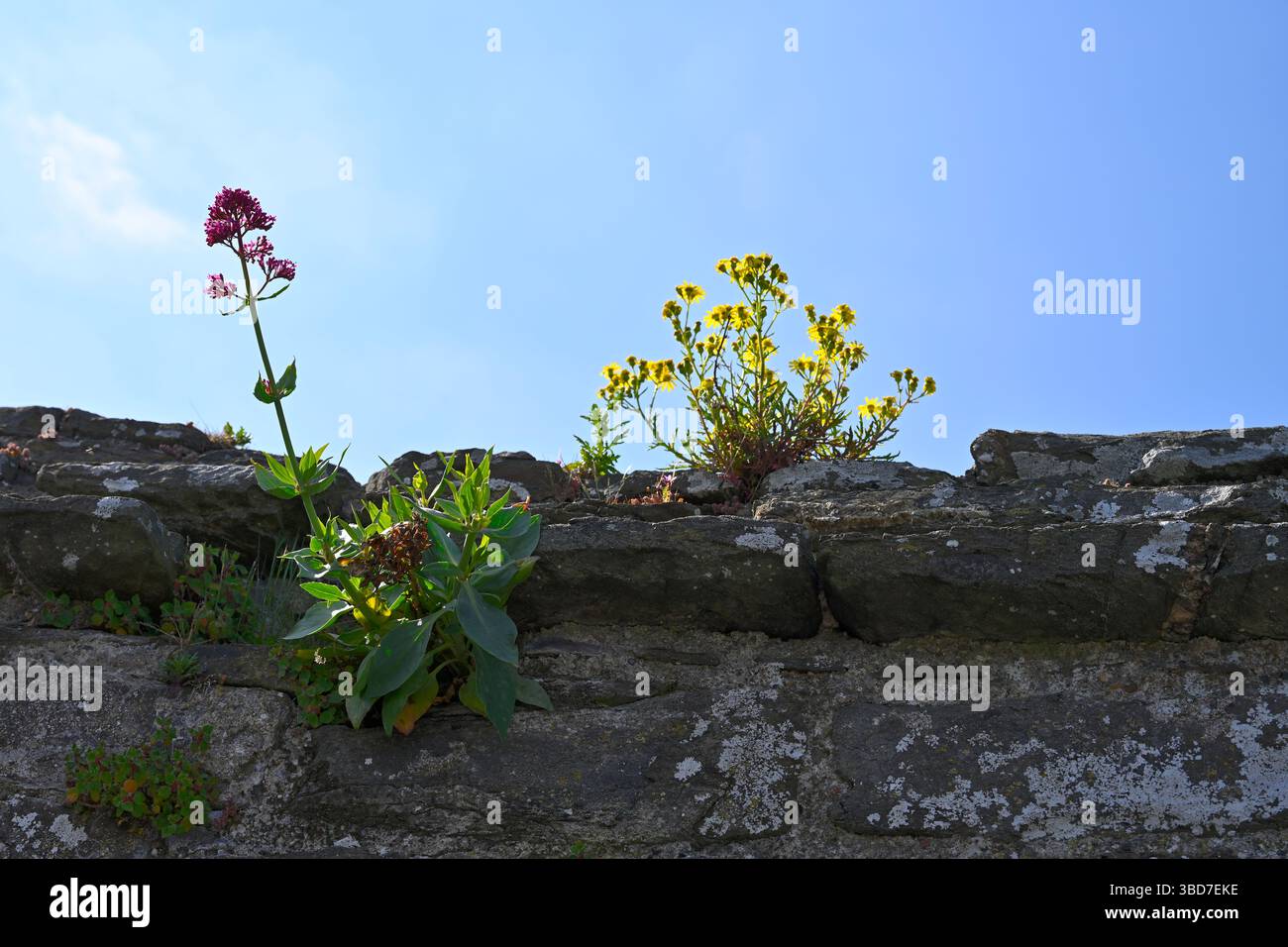 Yellow spring flowers of Oxford Ragwort, Senecio squalidus and deep ...