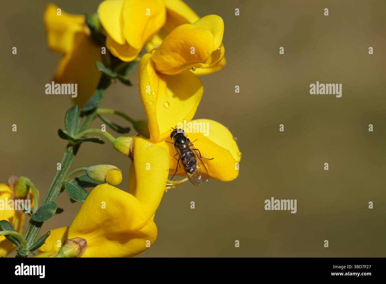 Female hoverfly, Spotted Thintail, Meliscaeva auricollis, family ...