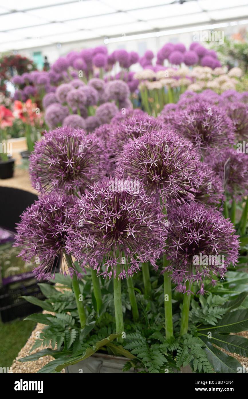 Chelsea, London, UK. 19th May, 2025. Pretty Allium on display in the ...