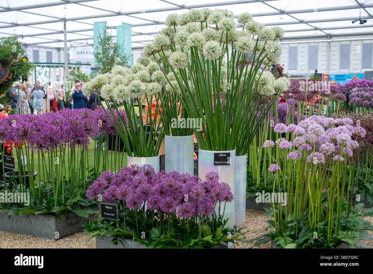 Chelsea, London, UK. 19th May, 2025. Pretty Allium on display in the Great Pavilion at the RHS ...