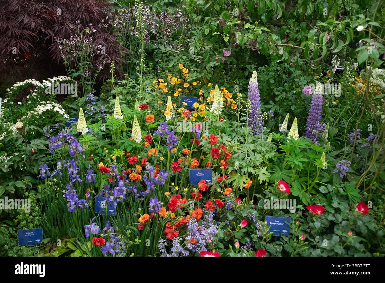 Chelsea, London, UK. 19th May, 2025. A pretty lupin and iris display in the Great Pavilion at ...