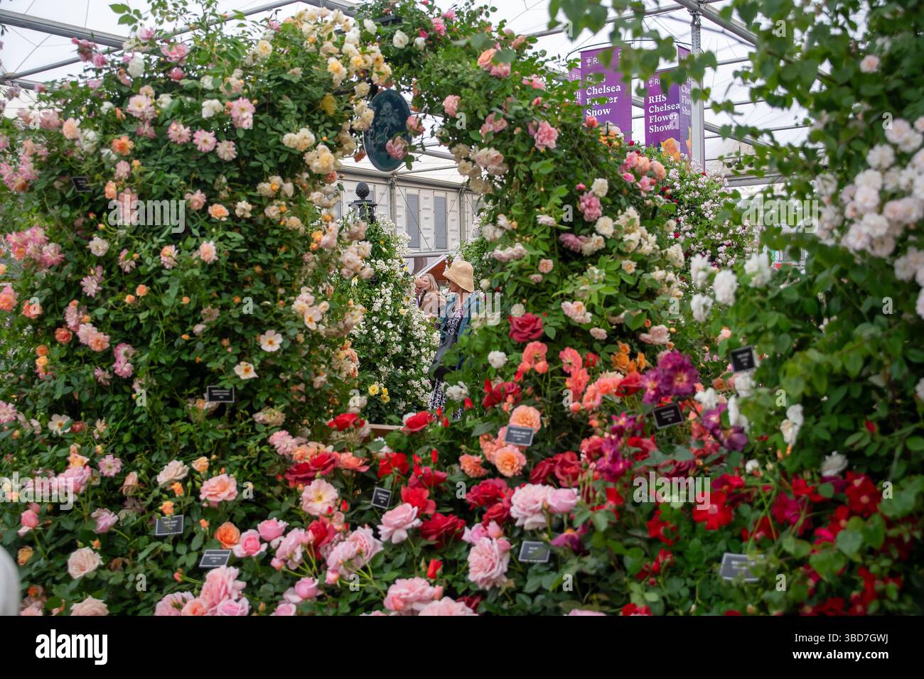 Chelsea, London, UK. 19th May, 2025. Pretty rose displays inside the ...