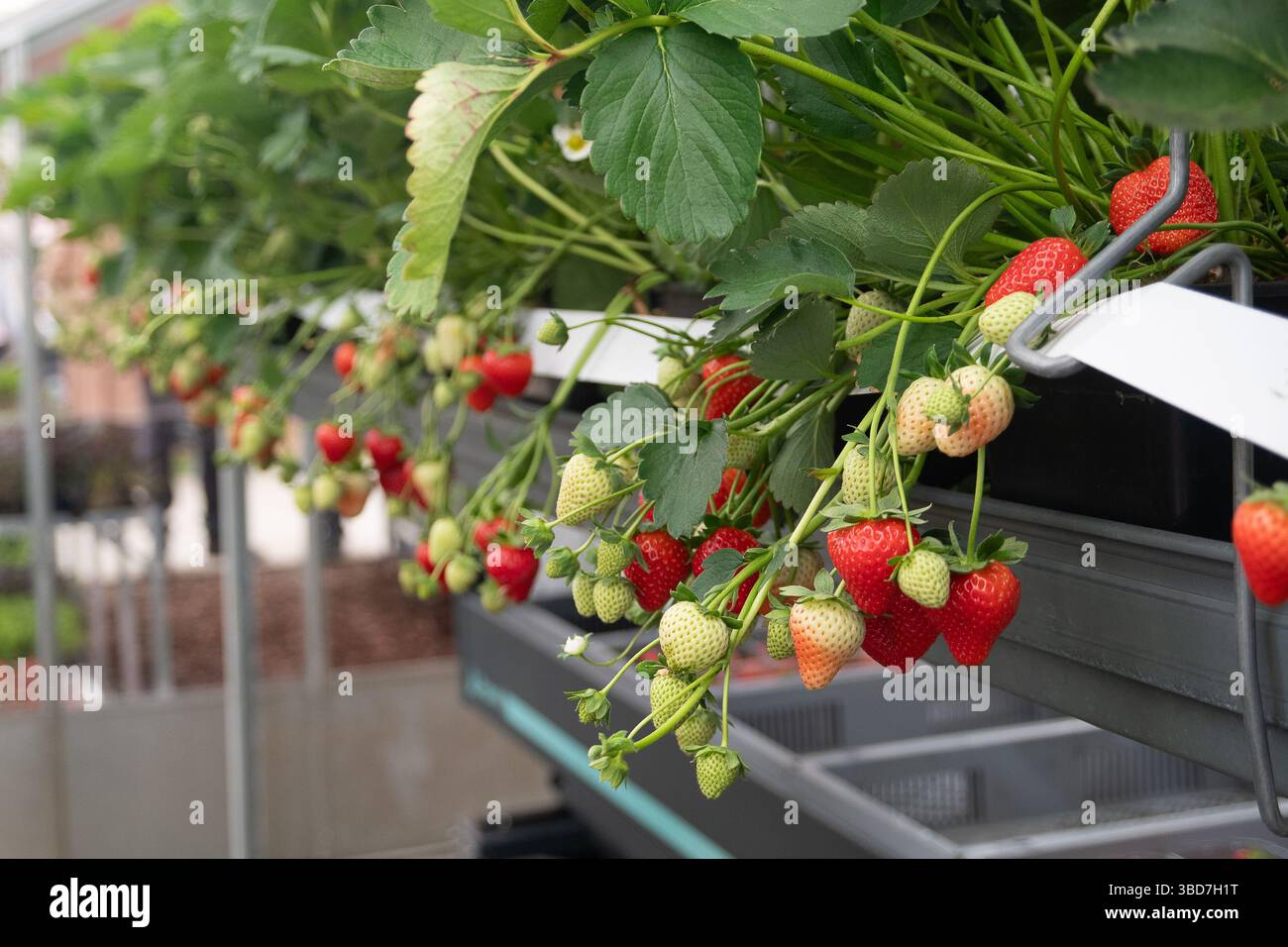 Chelsea, London, UK. 19th May, 2025. Modern technology for growing ...