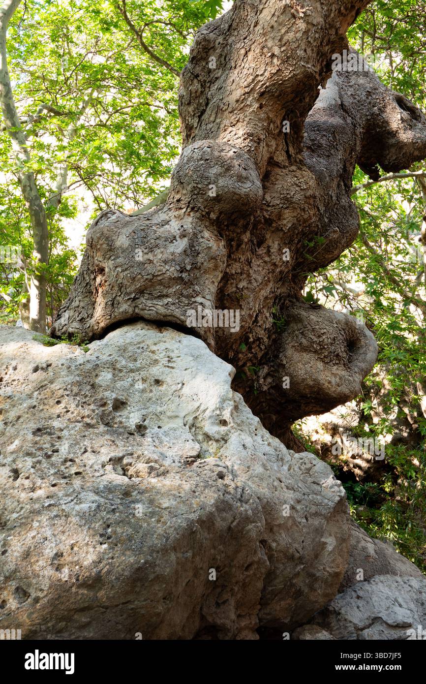 Roots growing into rock hi-res stock photography and images - Alamy