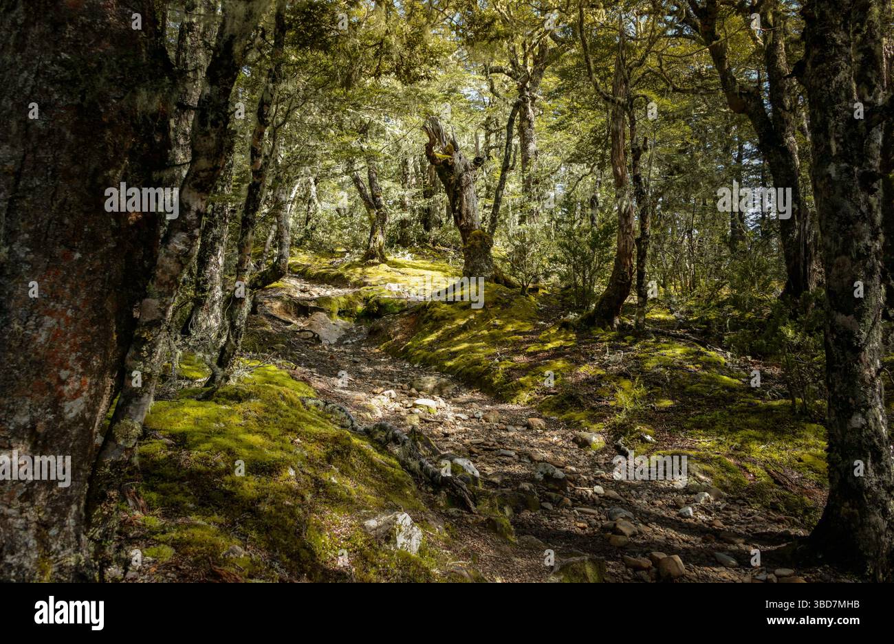 Moss and lichen covered trees in the forest. Bealey Spur Track. Arthur ...