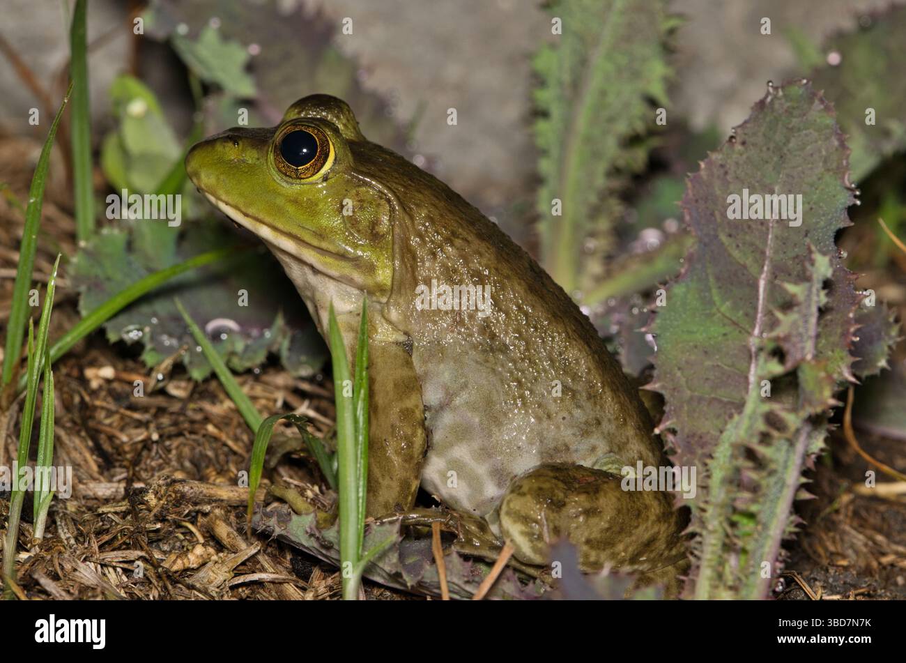 American Bullfrog Lithobates catesbeianus sitting in weeds nature ...