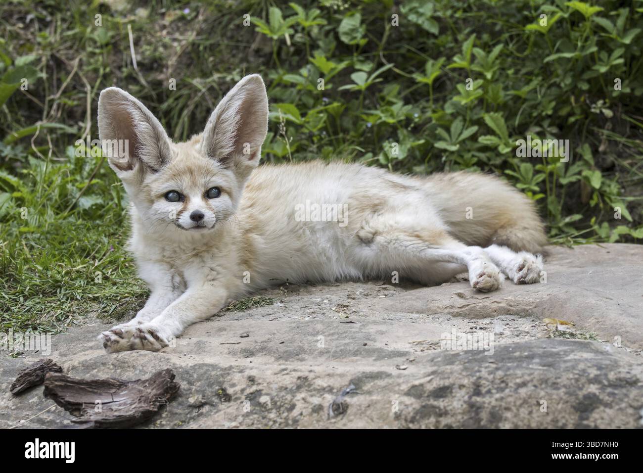 Captive fennec fox (Vulpes zerda) (Fennecus zerda) suffering from ...