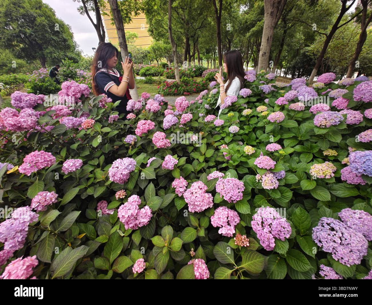Hydrangea flowers are in full bloom at a park in Wuhan City, central ...