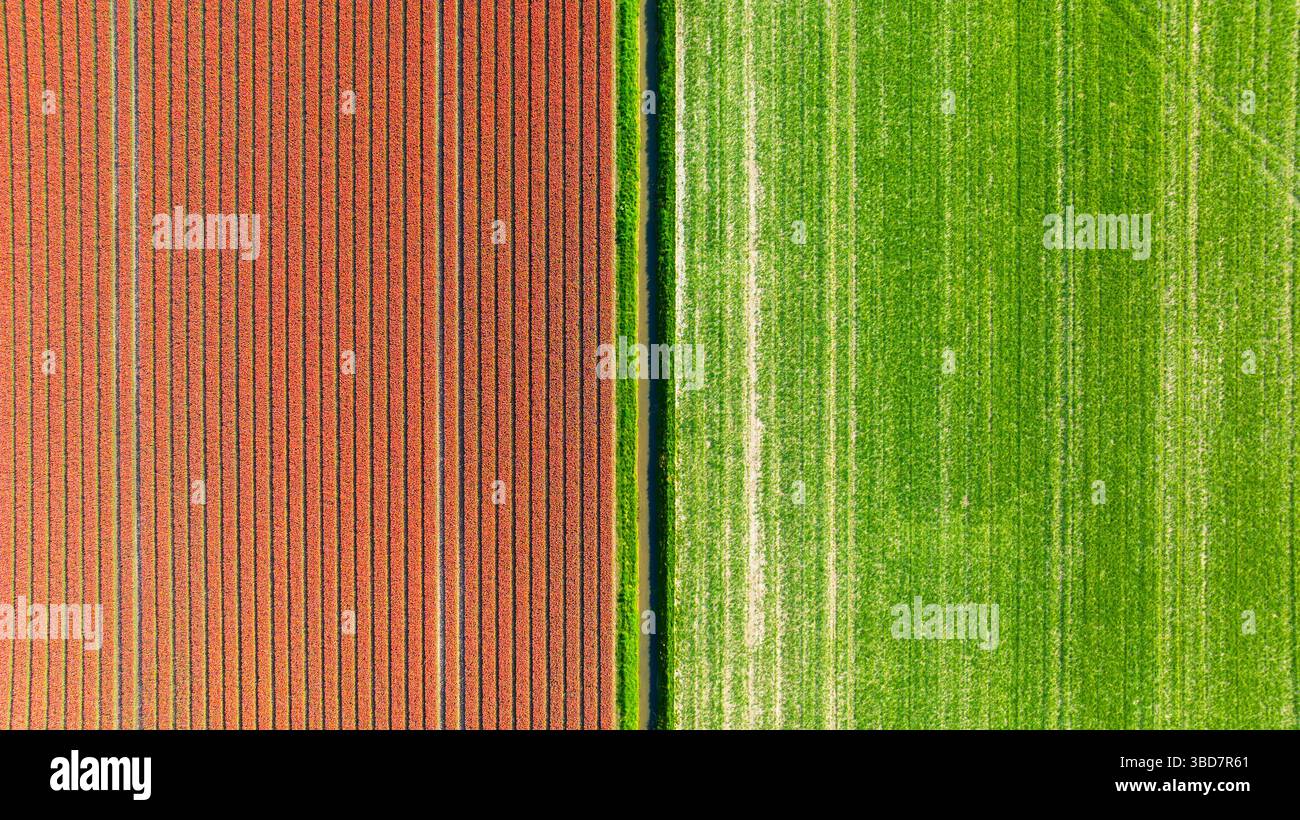 Top down view of red tulip fields and farmland Stock Photo - Alamy