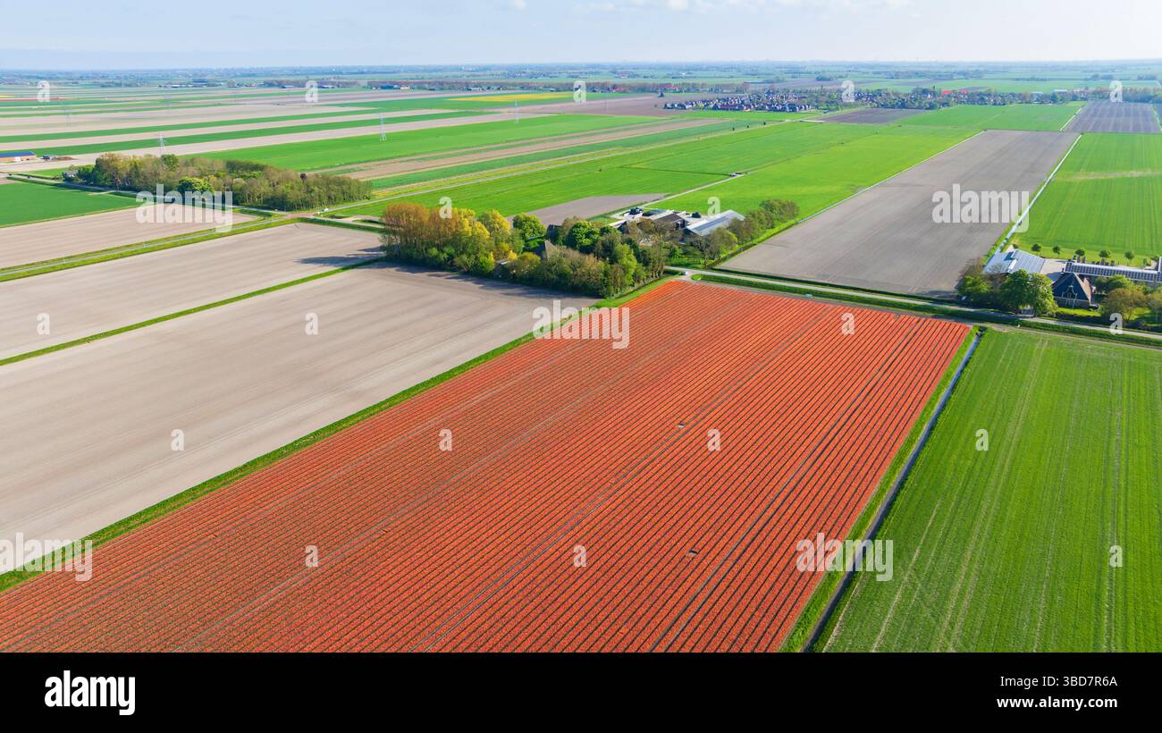 Aerial view of red tulip fields in the Hetherlands Stock Photo - Alamy