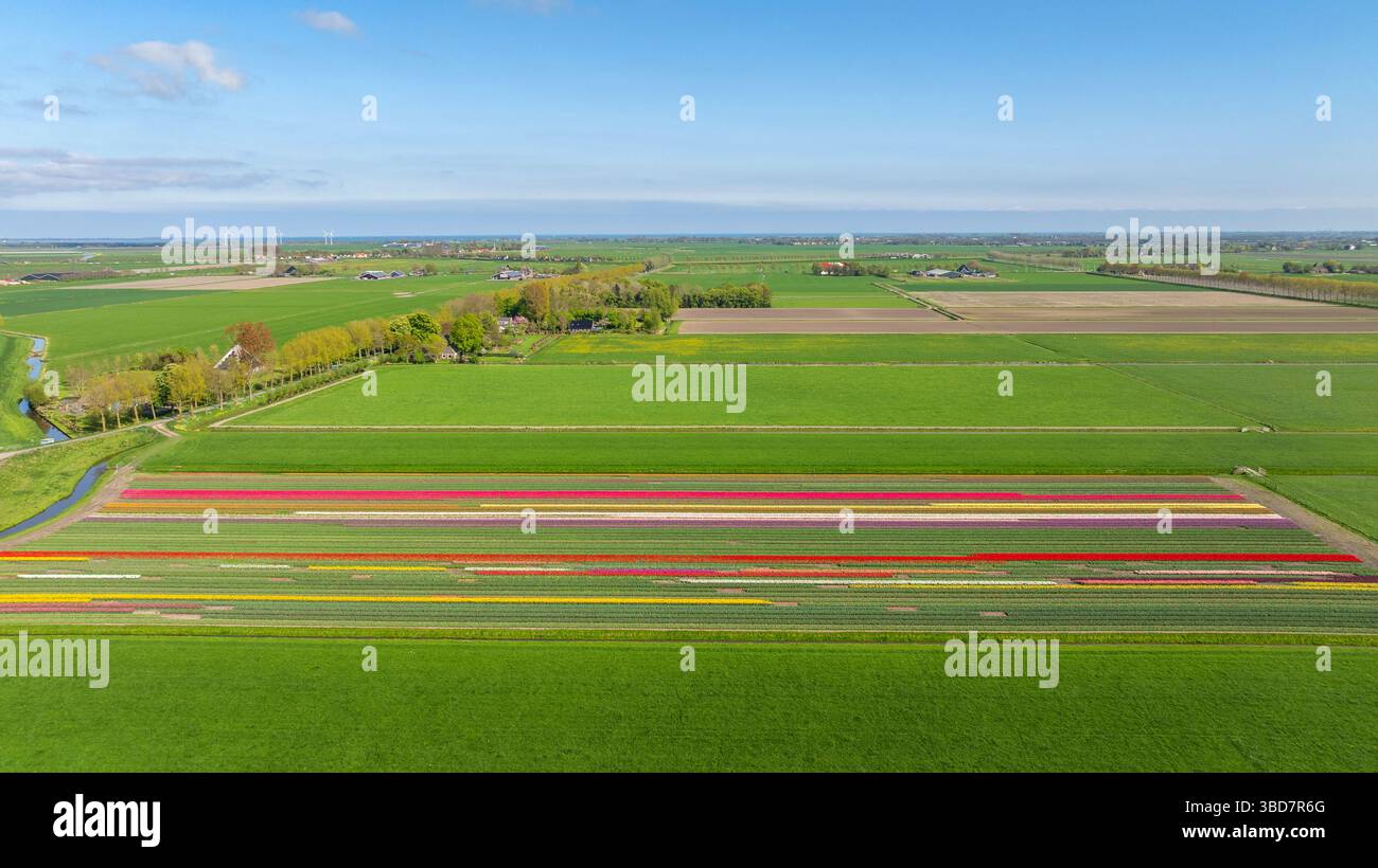Aerial view of colorful tulip fields in the Dutch countryside Stock ...