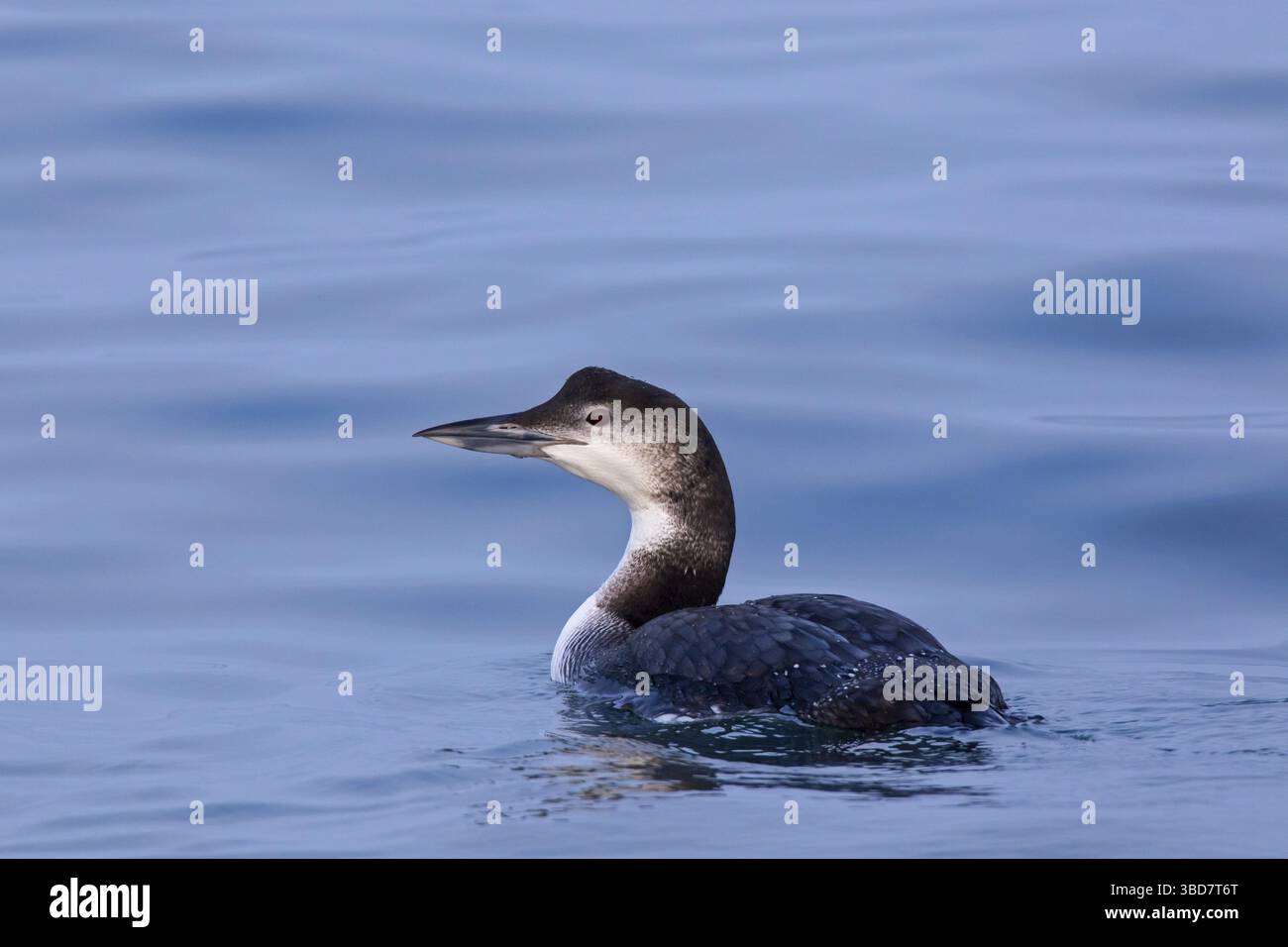 Common loon, great northern diver (Gavia immer), great northern loon in ...