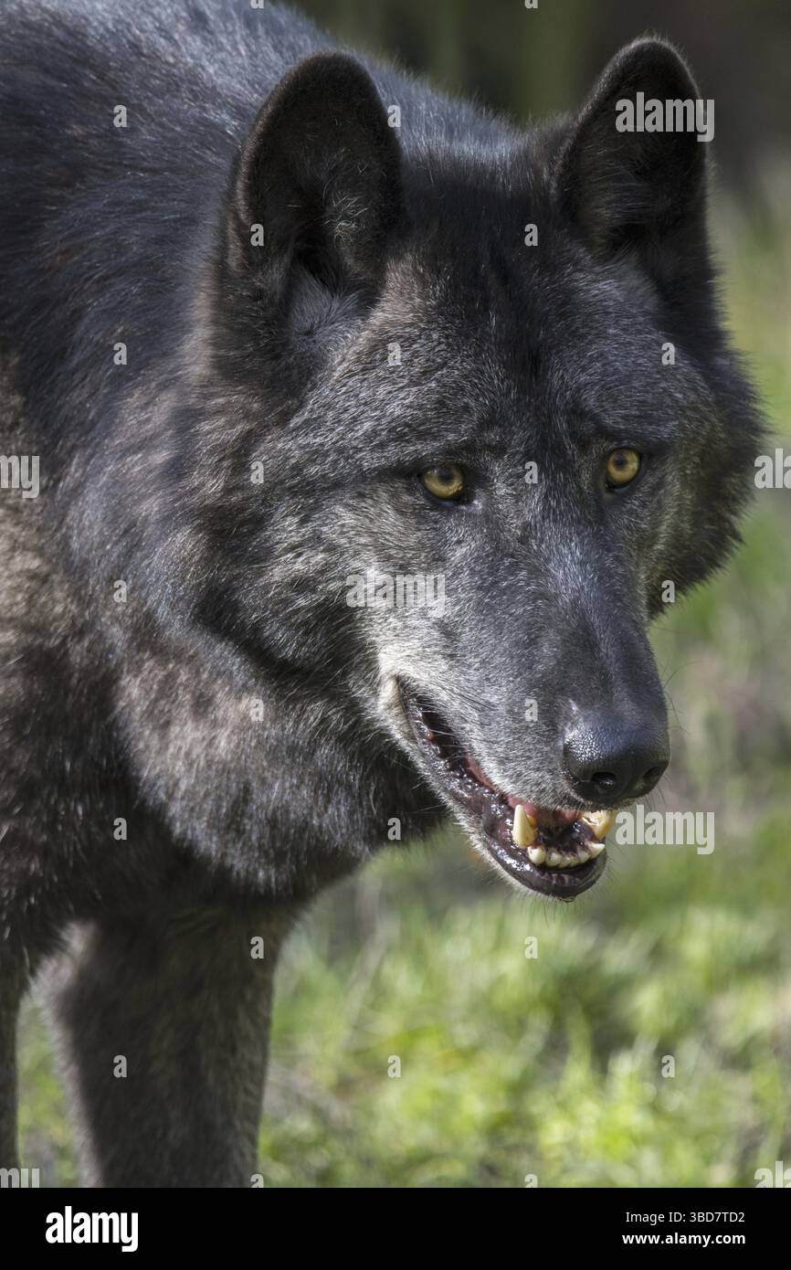 Black Northwestern wolf, Mackenzie Valley wolf (Canis lupus ...