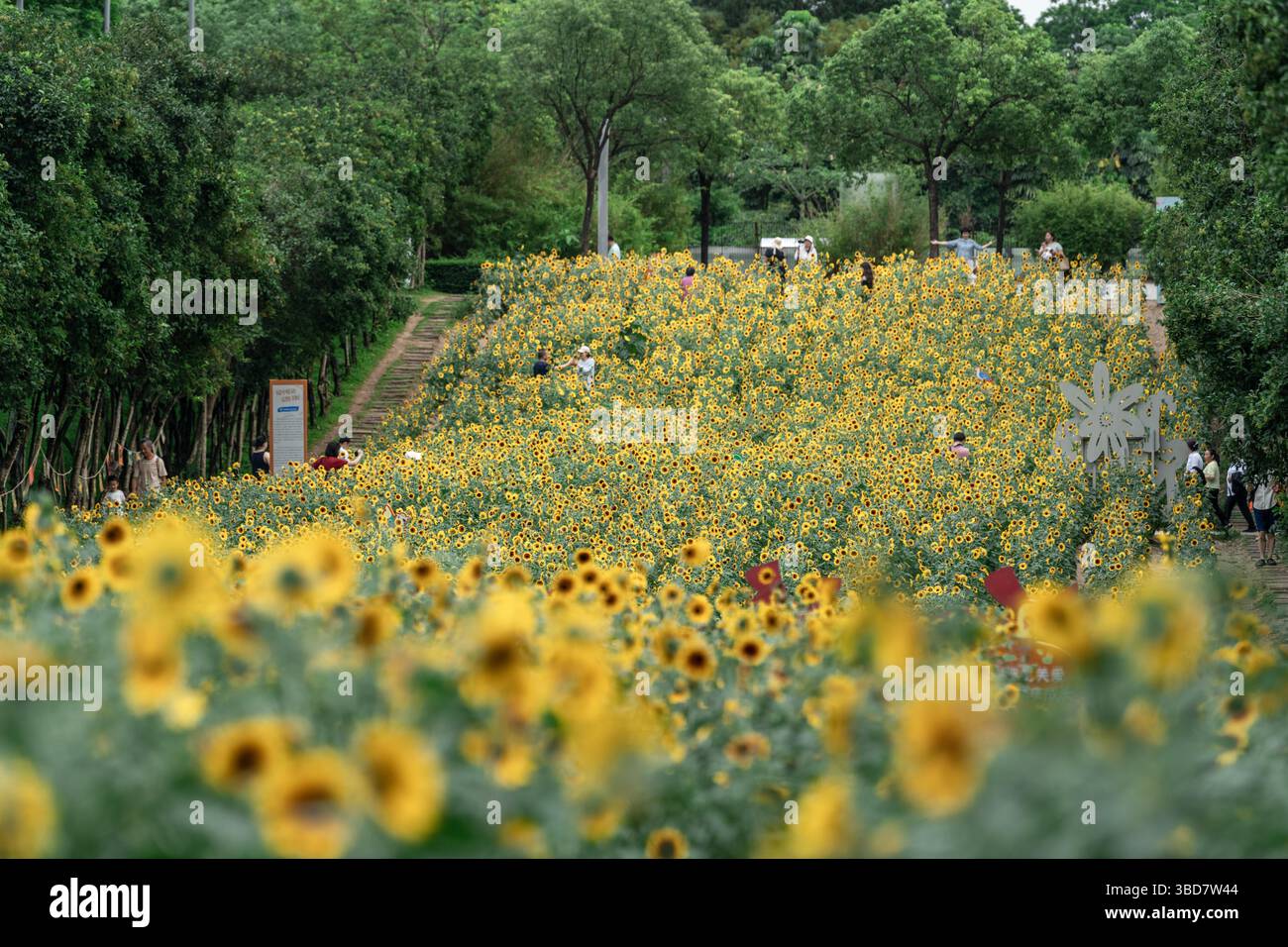 Sunflowers are in full bloom in Shenzhen City, south China's Guangdong ...