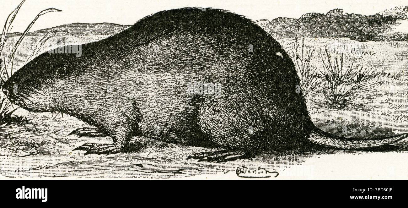 COMMON POCKET RAT (Thomomys talpoides ) - Northern Pocket Gopher in ...