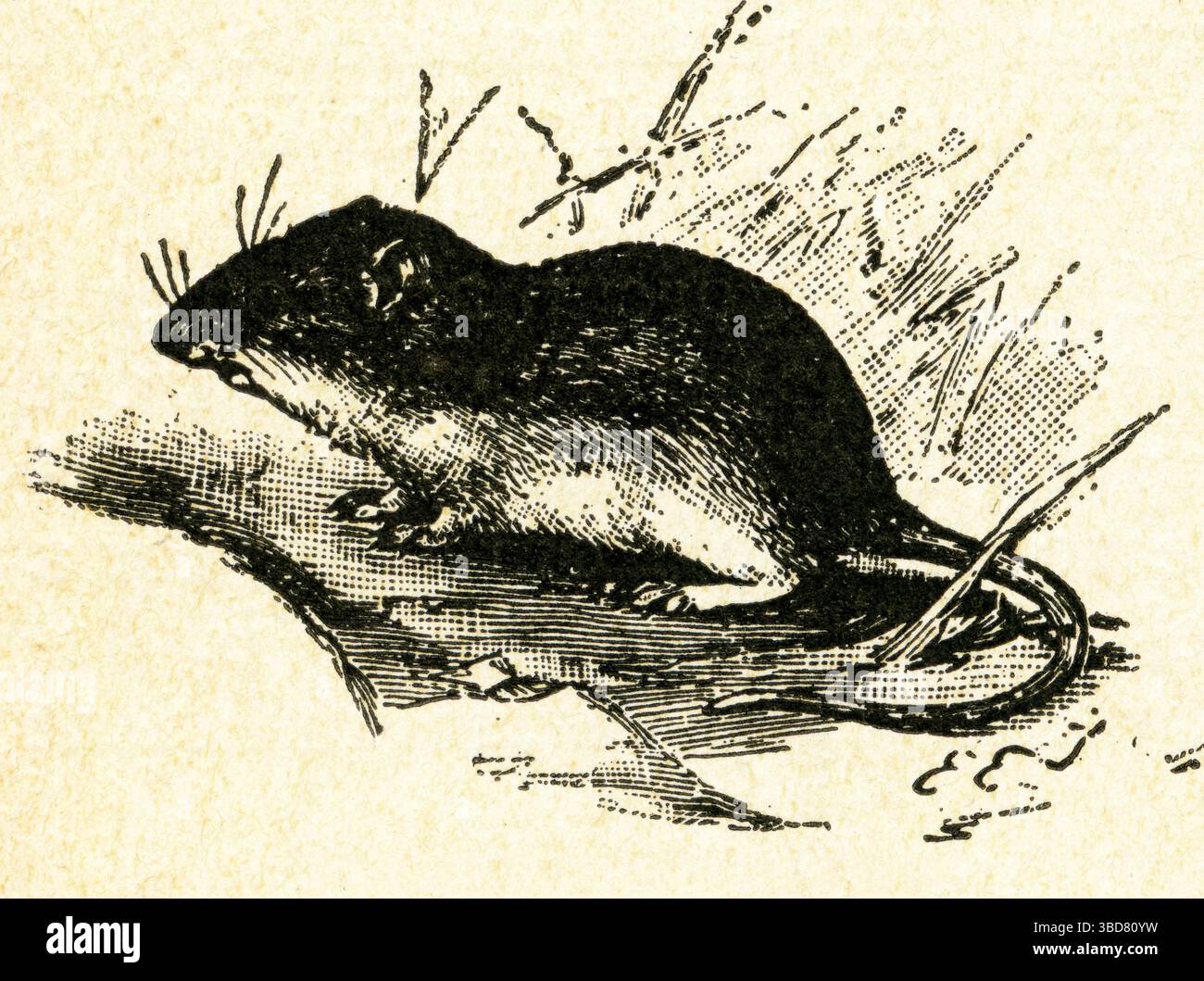 Cricetodipus flavus hi-res stock photography and images - Alamy