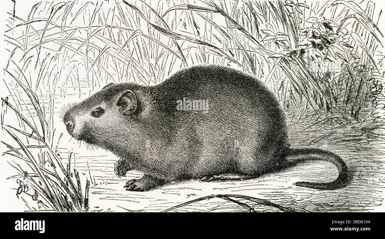 Tropical rodent hi-res stock photography and images - Alamy